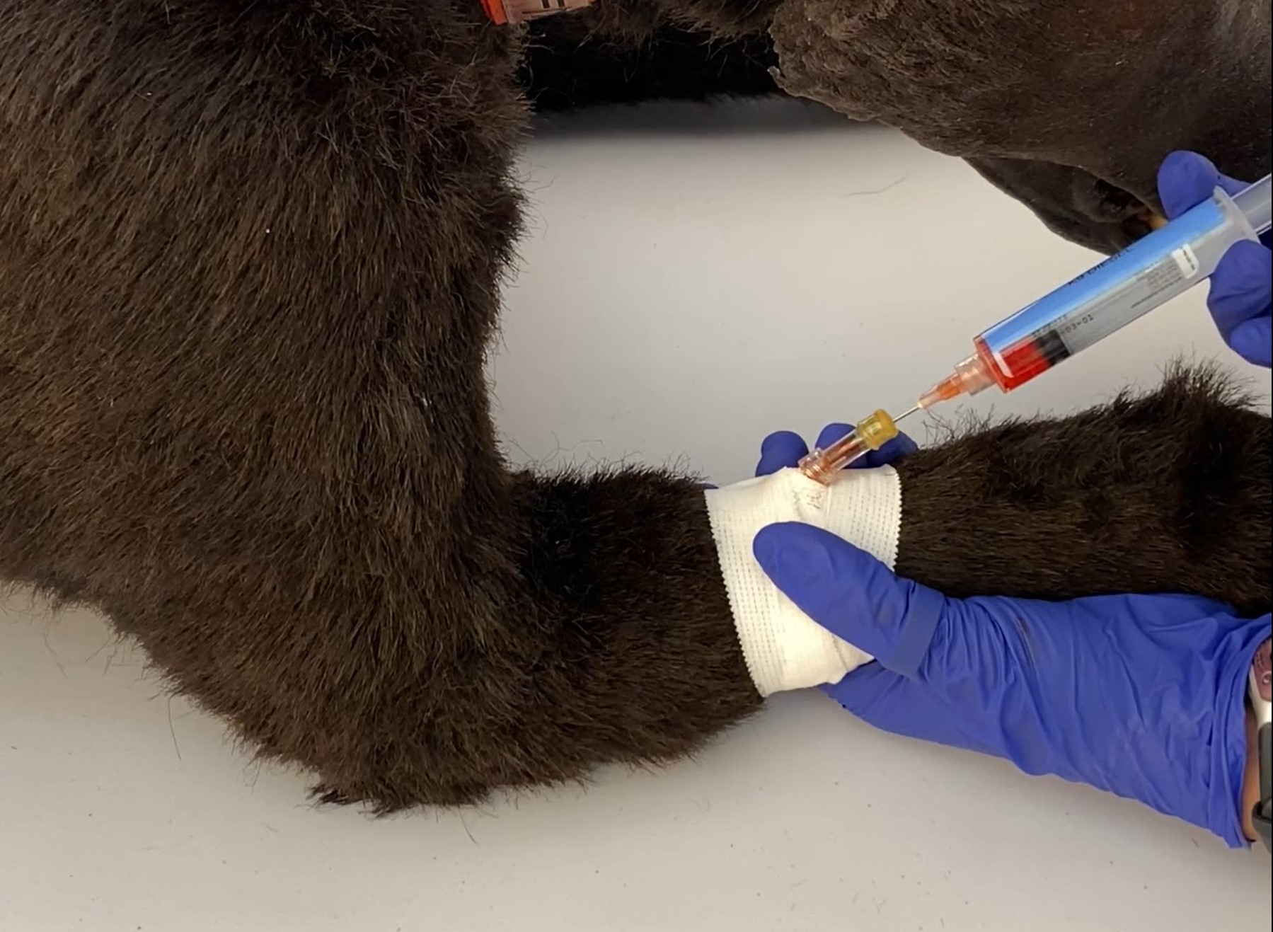 IV / IO Access for Veterinary Instructors – K9 MEDIC